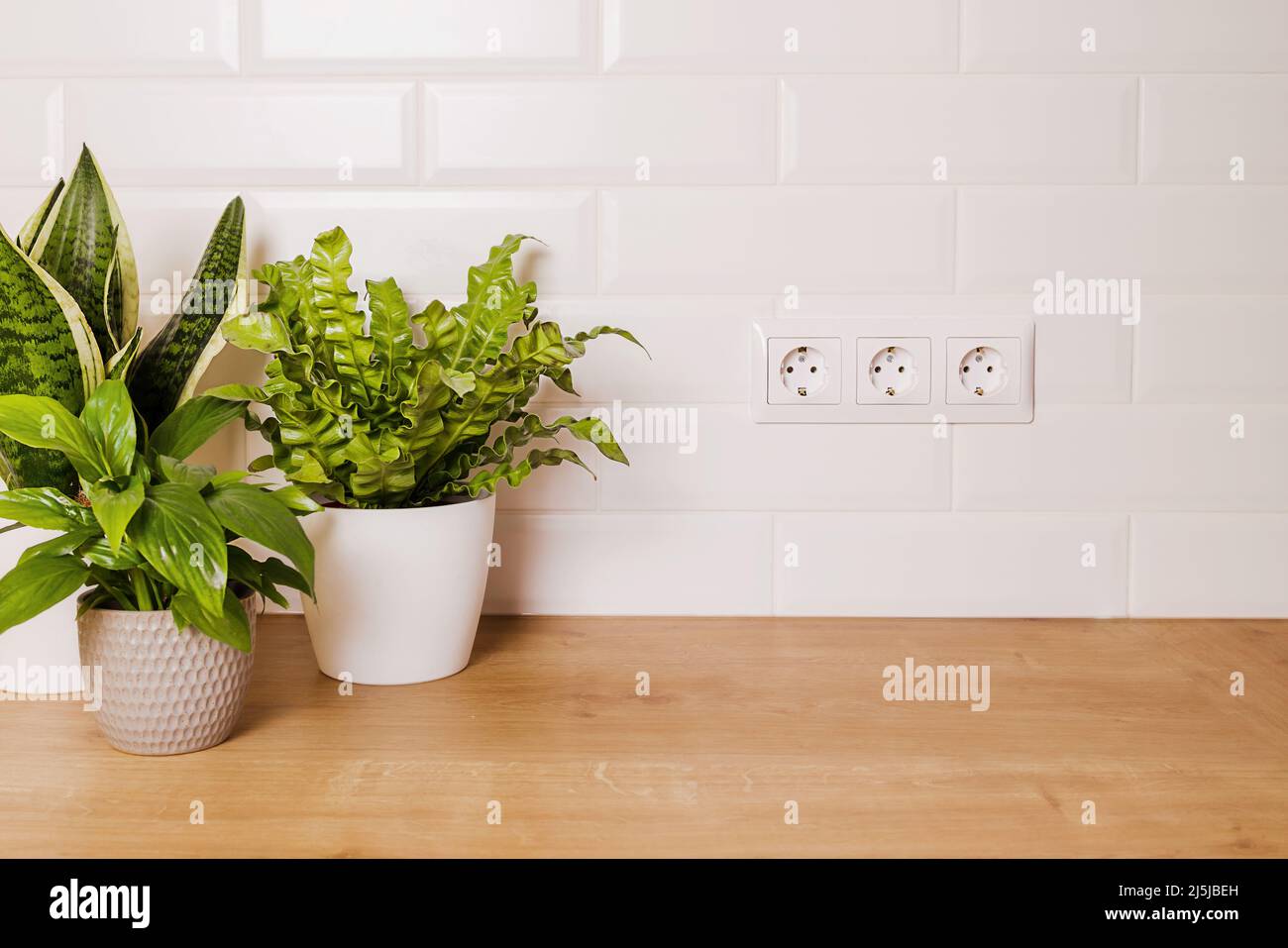 mockup with home green plants and empty white wall with electric ...