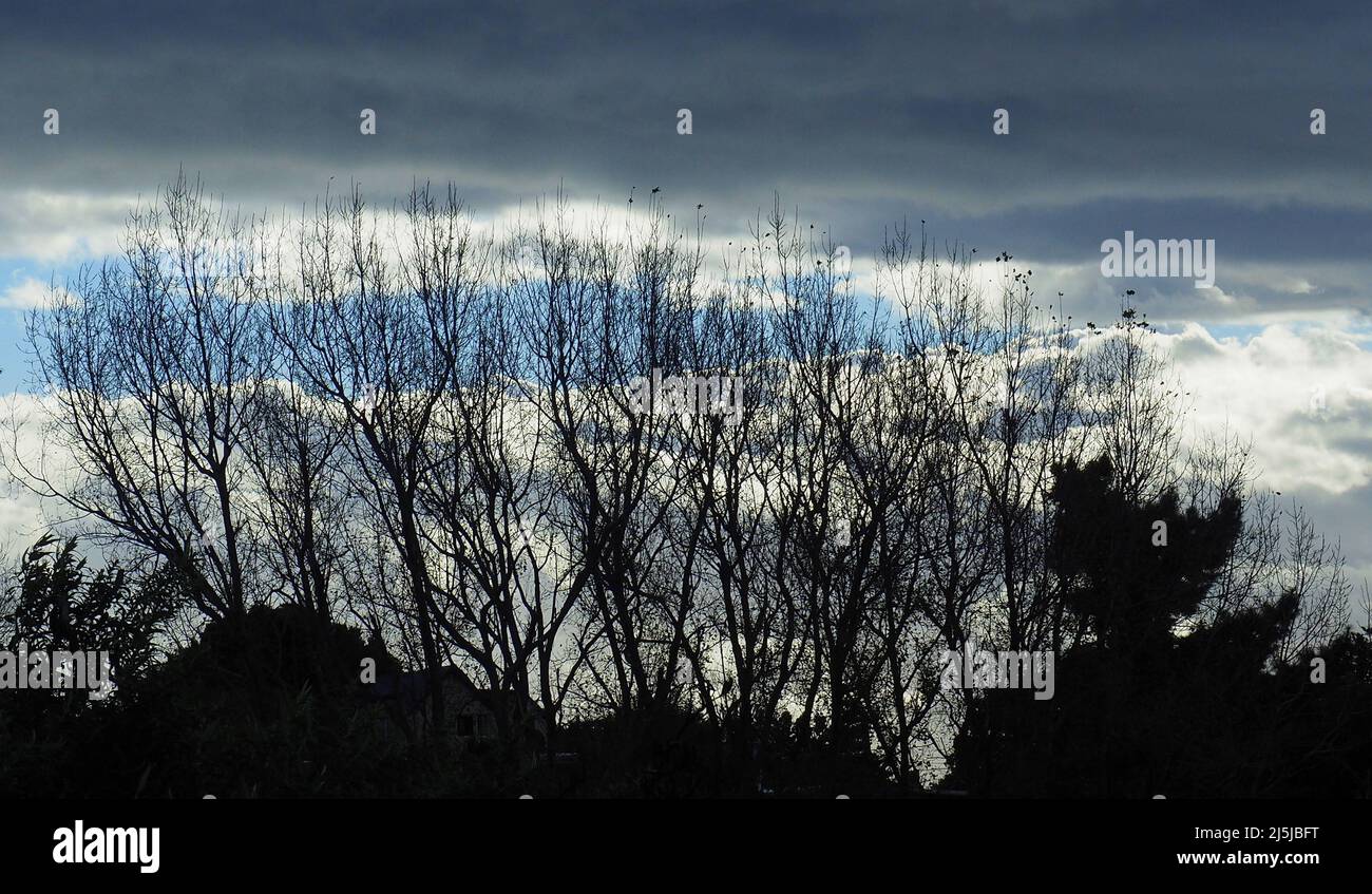 A line of poplar trees in autumn with dark clouds above and a line of ...