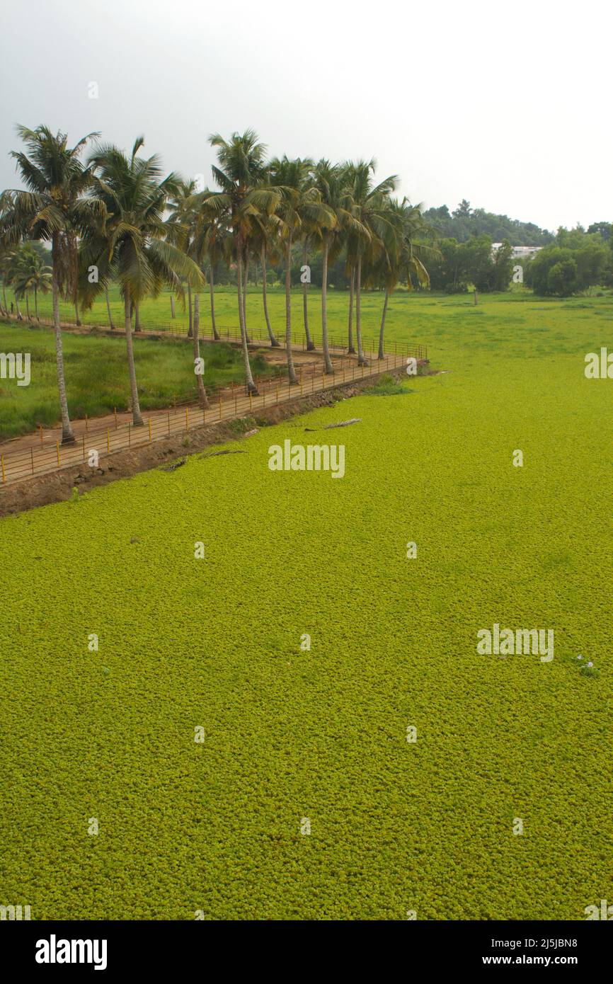 Coconut trees along river hi-res stock photography and images - Alamy