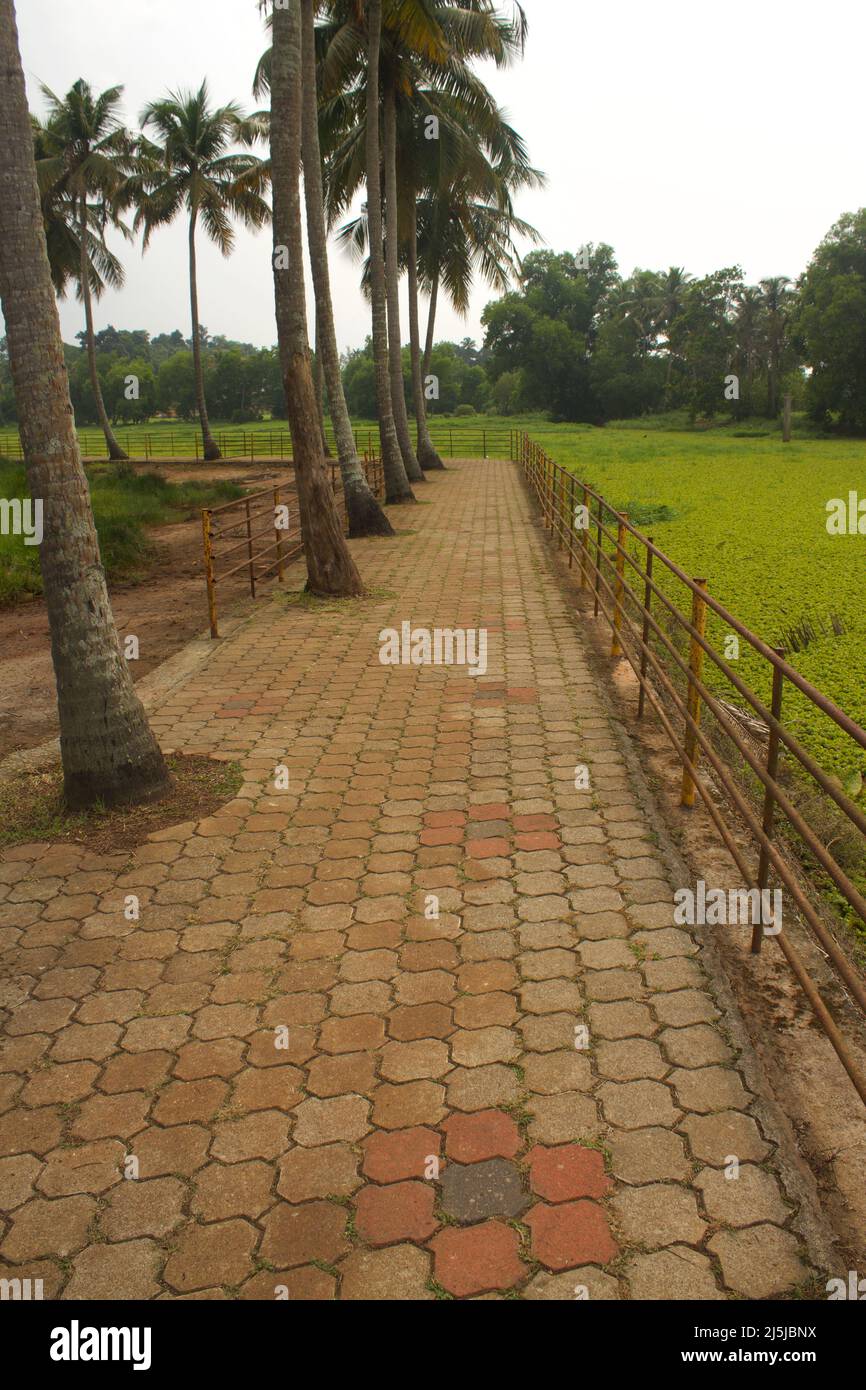Tiled walkway with coconut trees at one side and river filled with ...