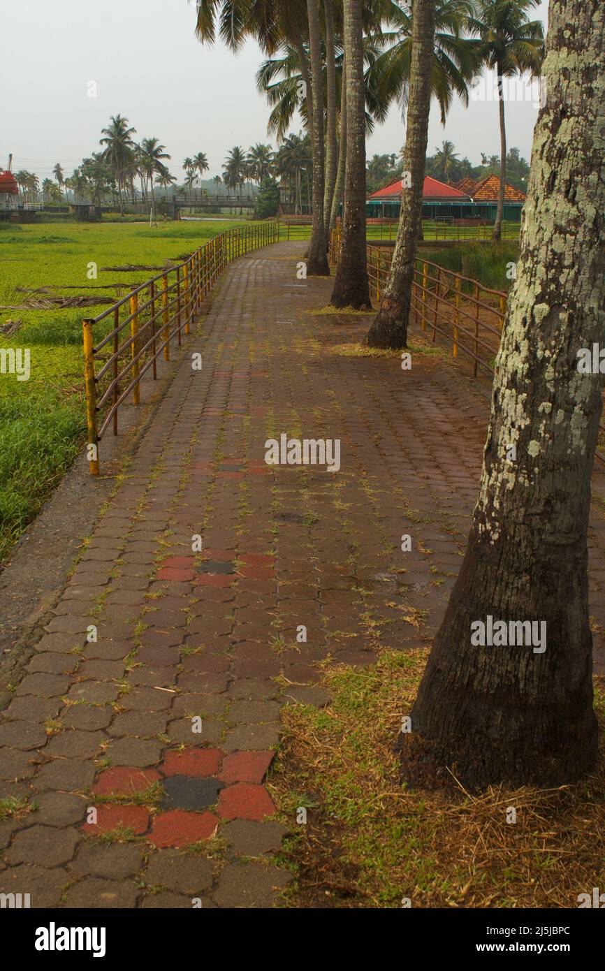 Tiled walkway with coconut trees at one side and river filled with ...