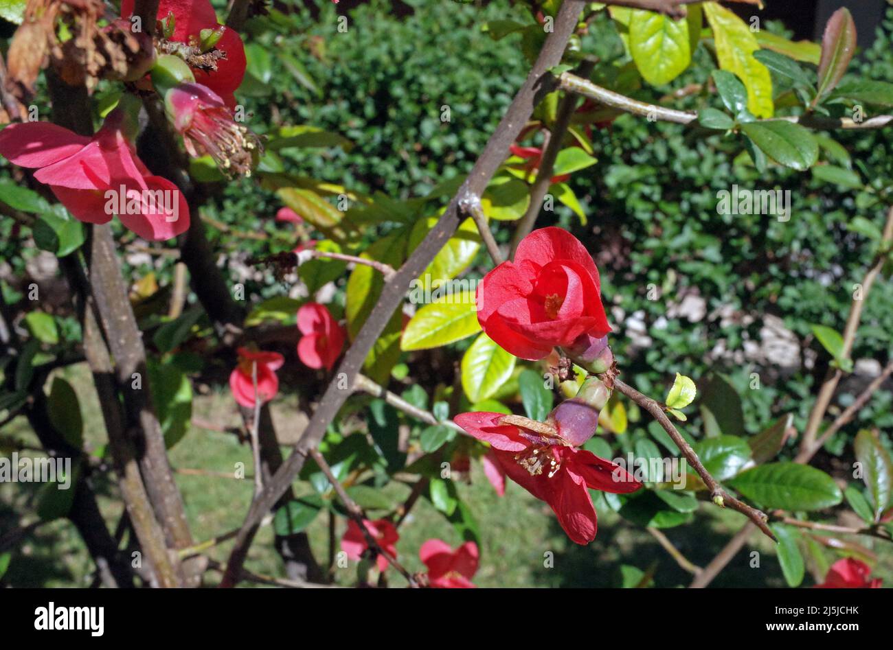 Cydonia flower hi-res stock photography and images - Alamy