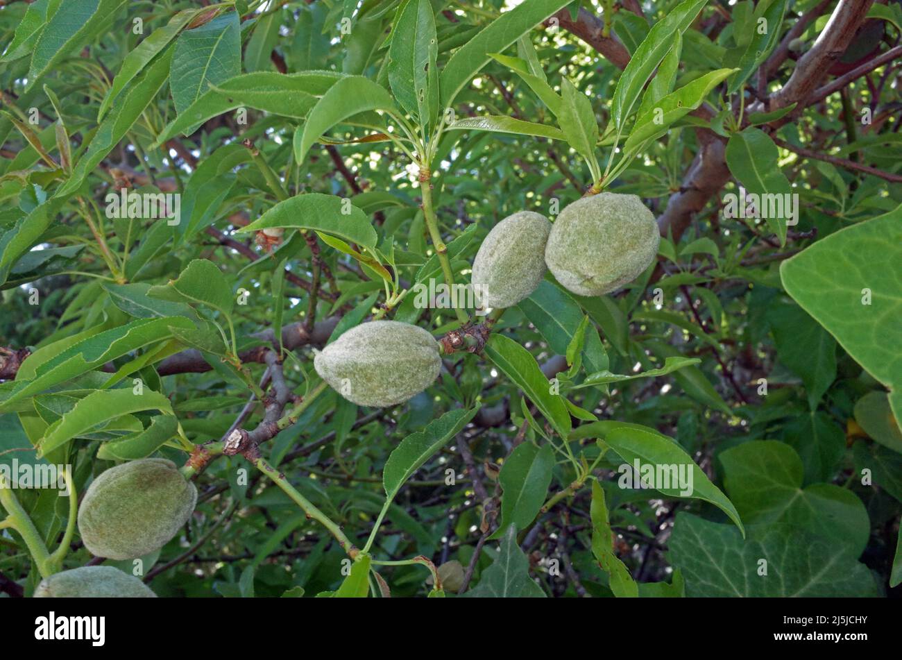 Almond fruits in nature, Sardinia, Italy Stock Photo - Alamy