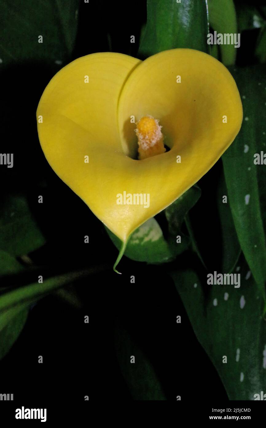 Yellow arum lily Stock Photo - Alamy