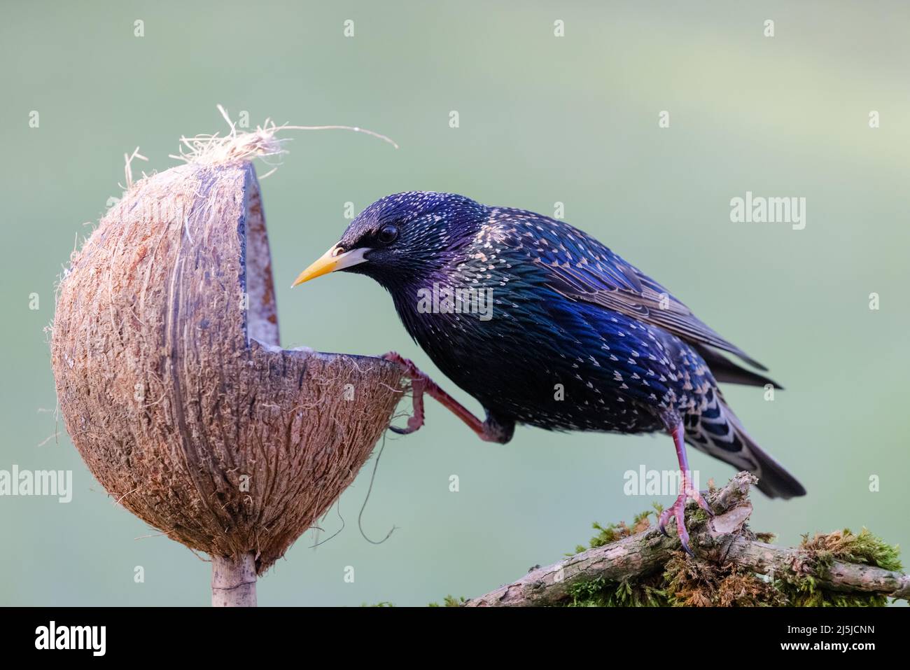Starling [ Sturnus vulgaris ] feeding at fat and seed filled coconut ...