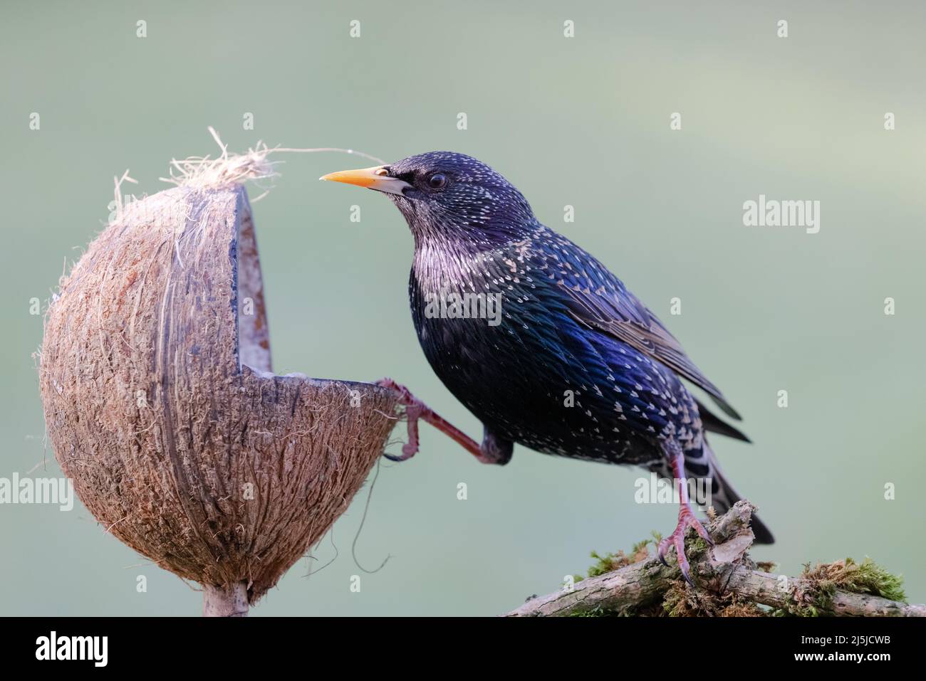 Starling [ Sturnus vulgaris ] feeding at fat and seed filled coconut ...