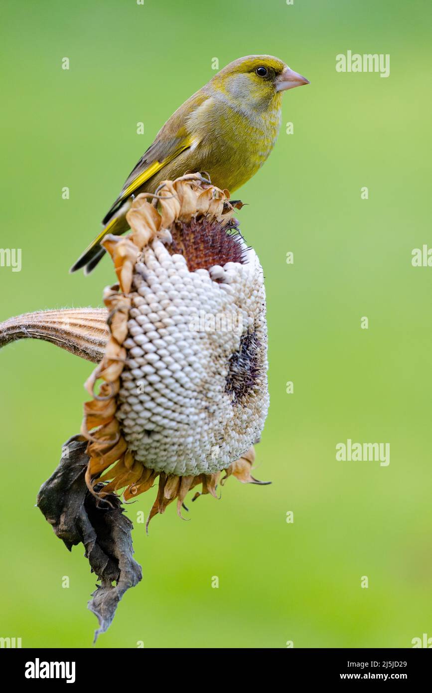 Greenfinch [ Chloris chloris ] on sunflower seed head against clean ...