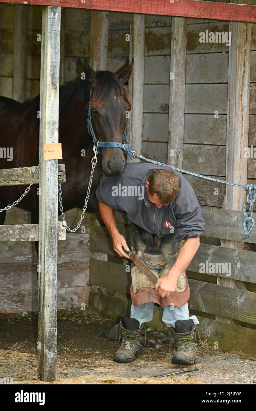 KUMARA, NEW ZEALAND, JANUARY 8, 2022; A farrier files the horseshoe on ...