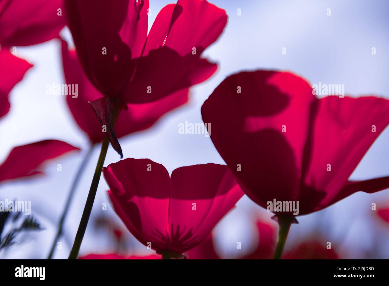 Poppy flower for Remembrance Day, Memorial Day, Anzac Day in New ...