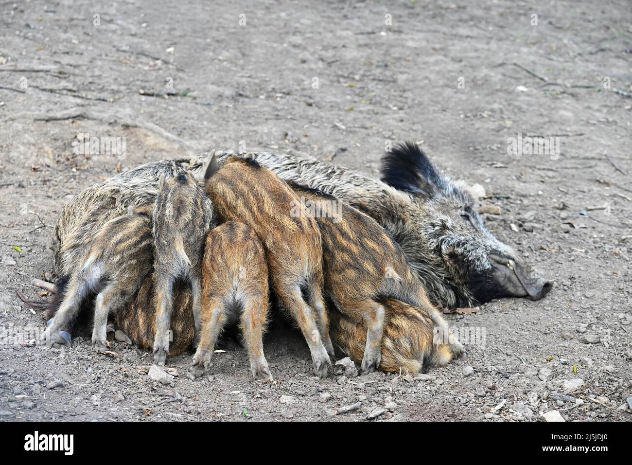 Beautiful little pigs wild in nature. Wild boar. Animal in the forest ...