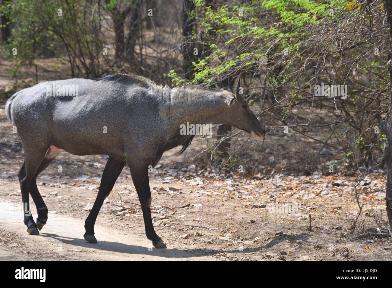 Adult male nilgai or blue bull or Boselaphus tragocamelus a Largest ...