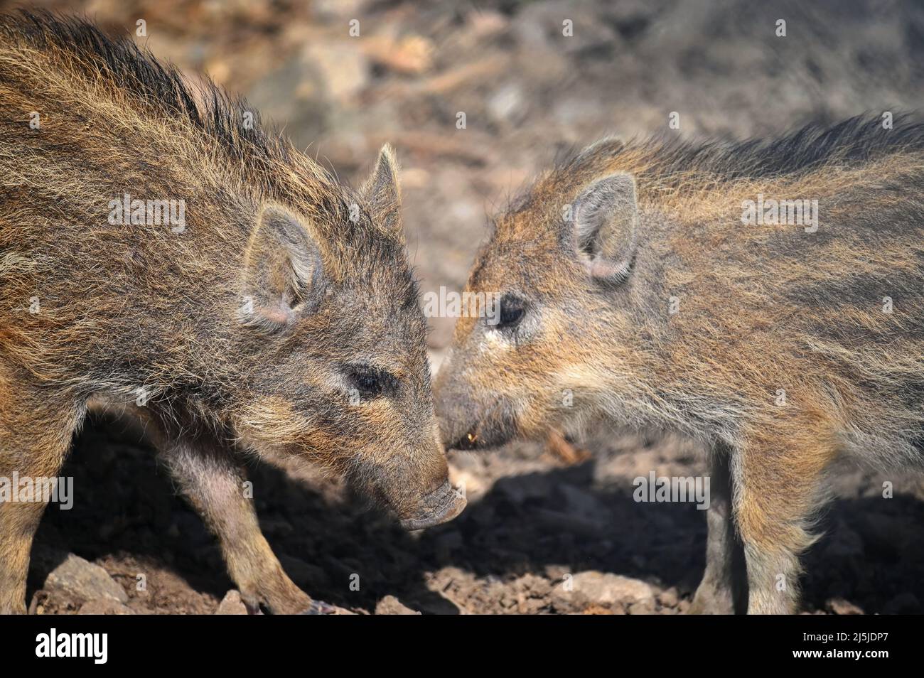 Beautiful little pigs wild in nature. Wild boar. Animal in the forest ...
