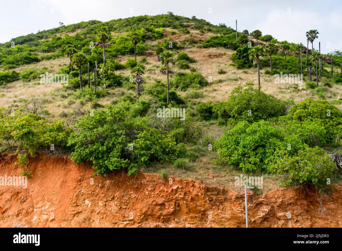 greenery mountain looking awesome with lot of trees in summer season ...