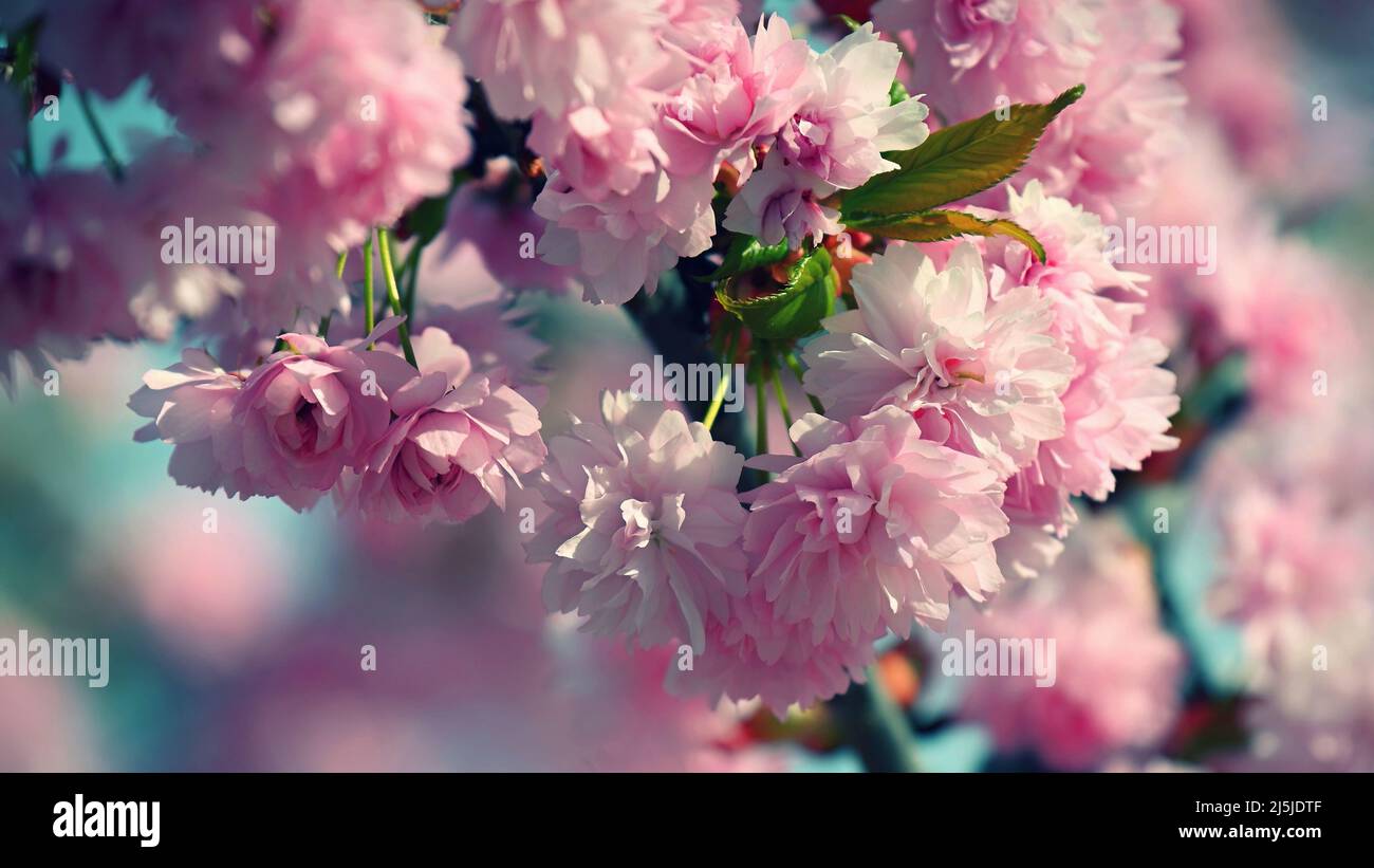 Spring time. Beautiful flowering tree. Spring in nature and colorful ...