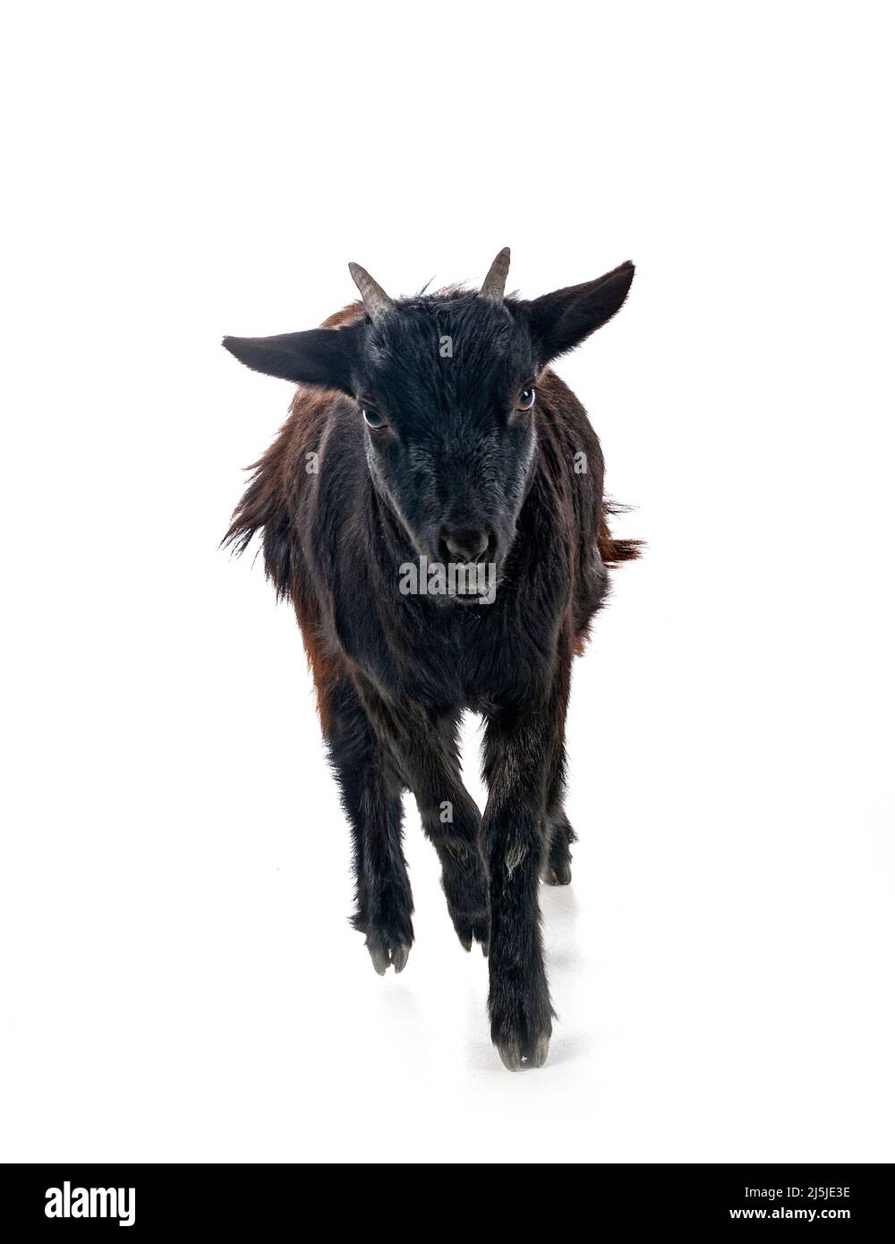 Black billy Cut Out Stock Images & Pictures - Alamy