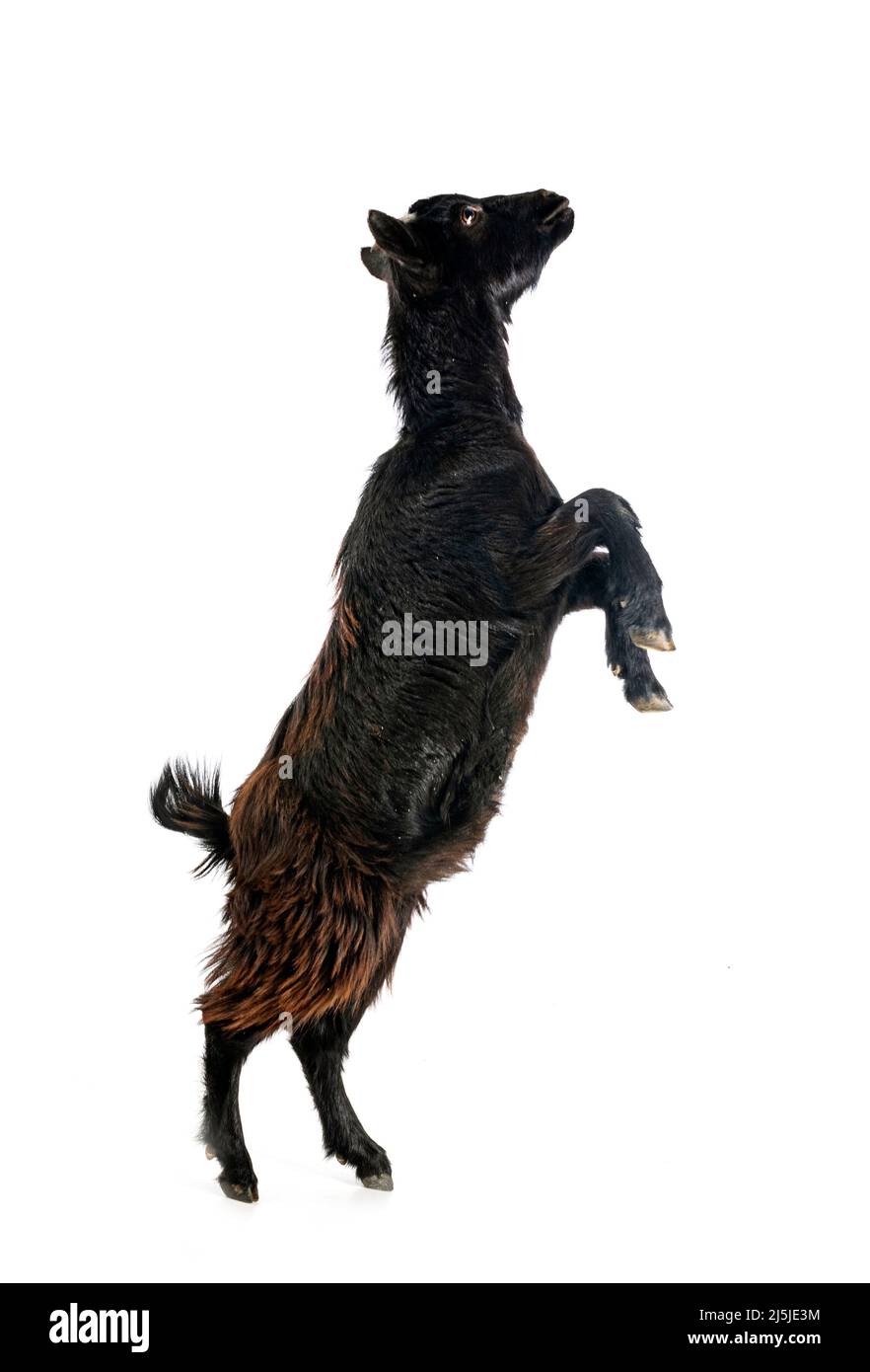 billy goat in front of white background Stock Photo - Alamy