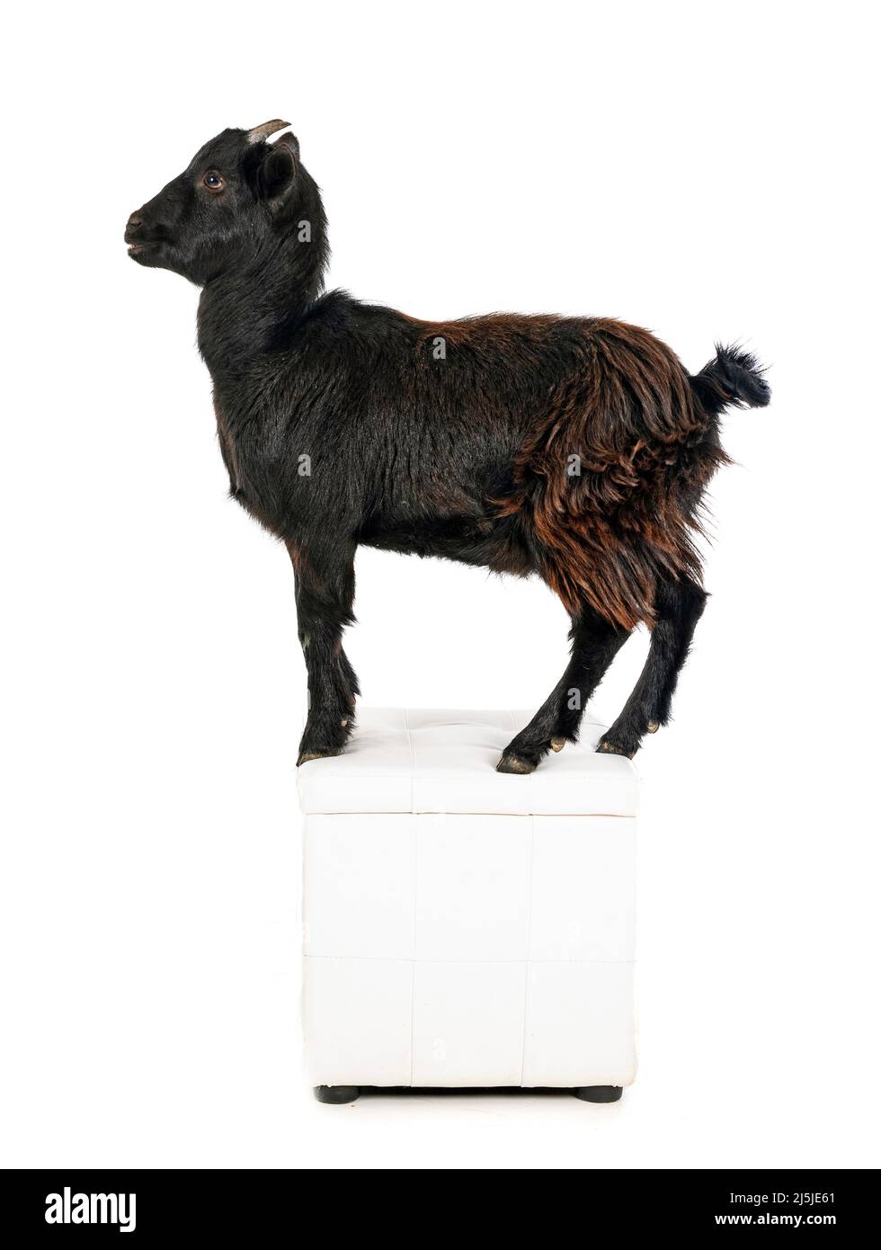 billy goat in front of white background Stock Photo - Alamy