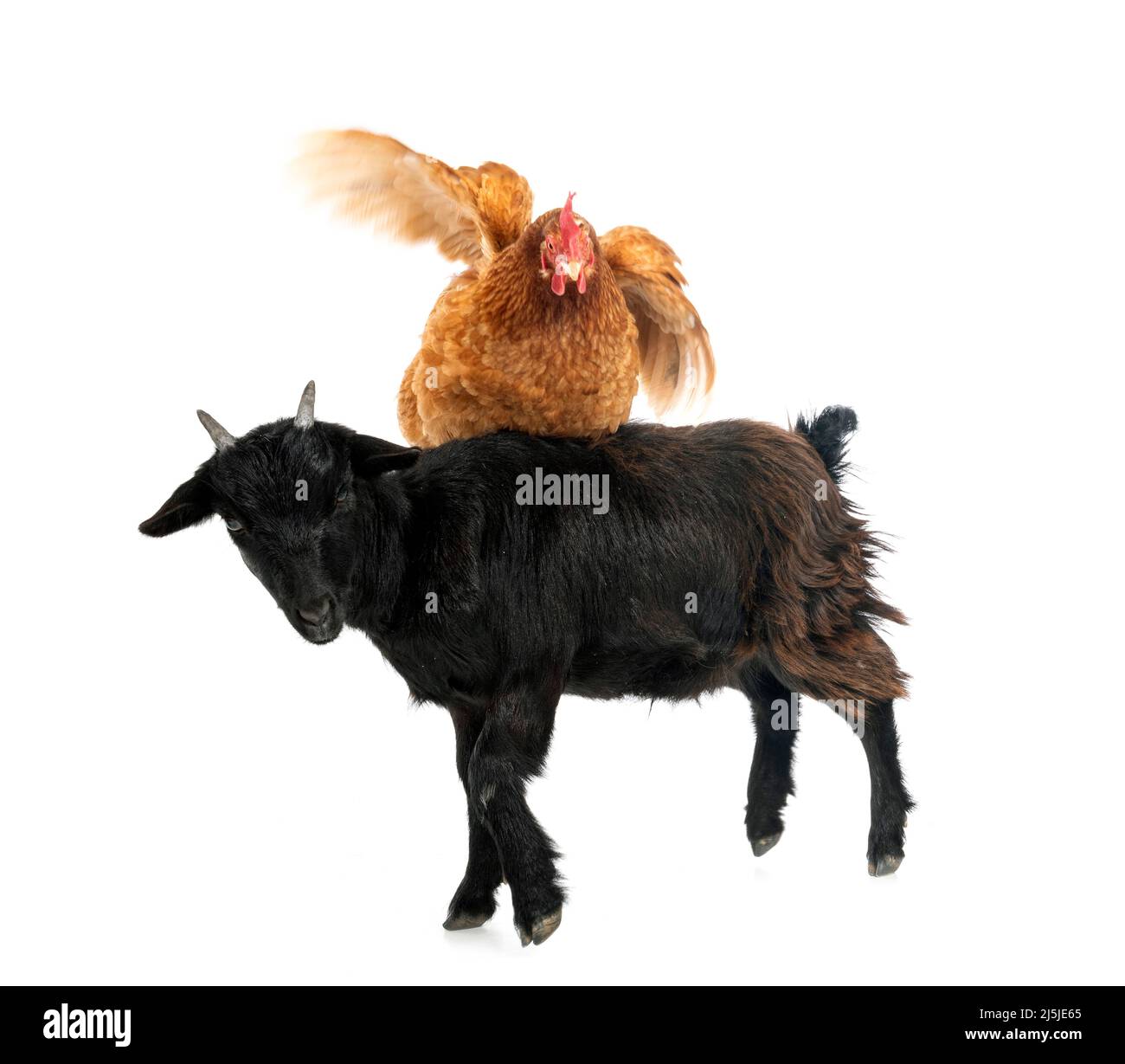 billy goat and chicken in front of white background Stock Photo - Alamy