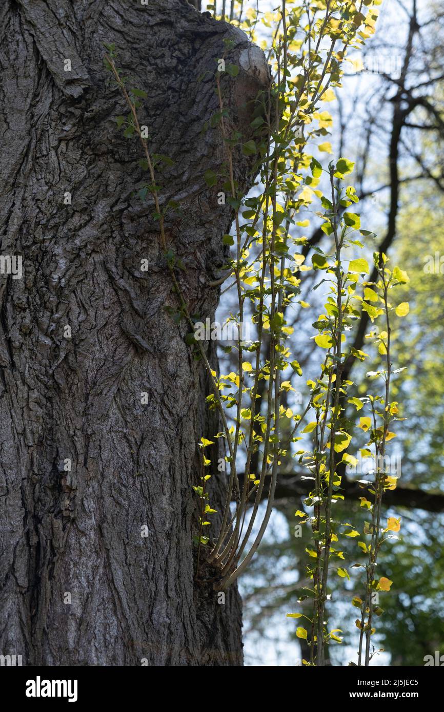 Trunk of a tree from which new branches grow with fresh young green ...