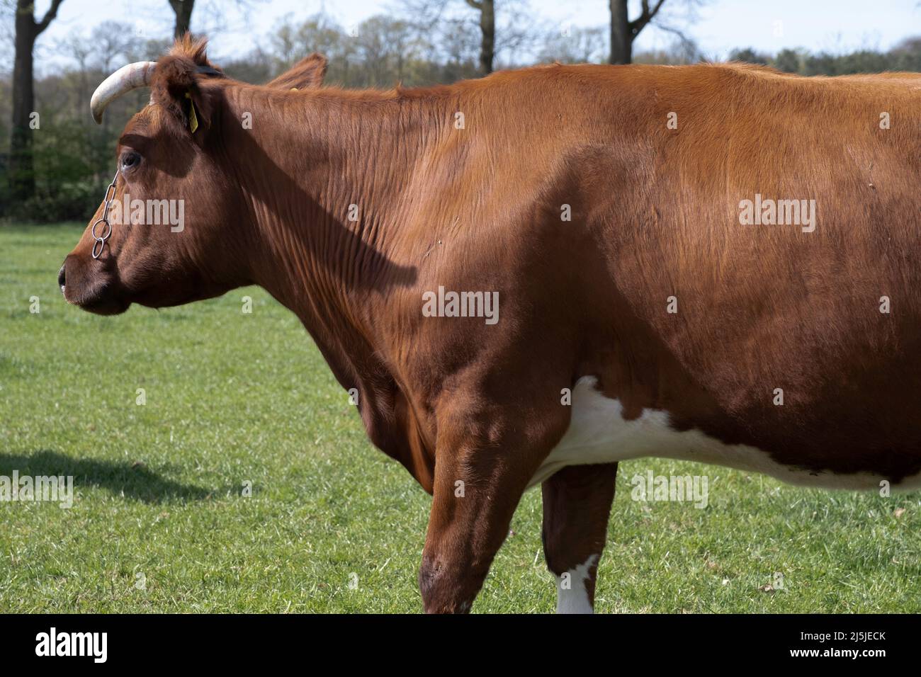 Spotted cow hi-res stock photography and images - Alamy