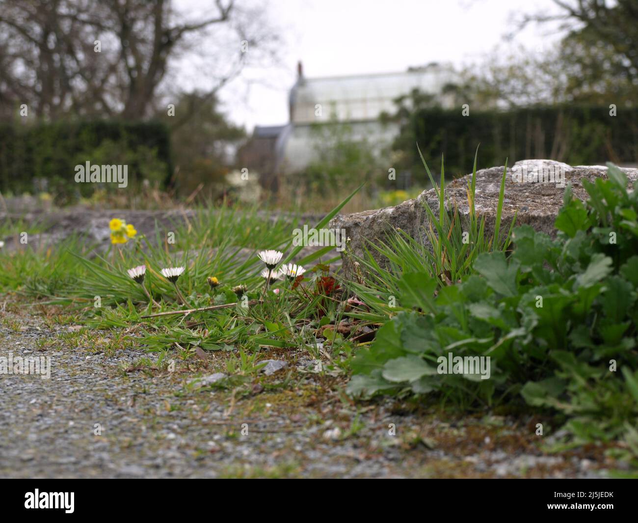 Dublin Ireland Botanic garden flowers creeks and forest Stock Photo - Alamy