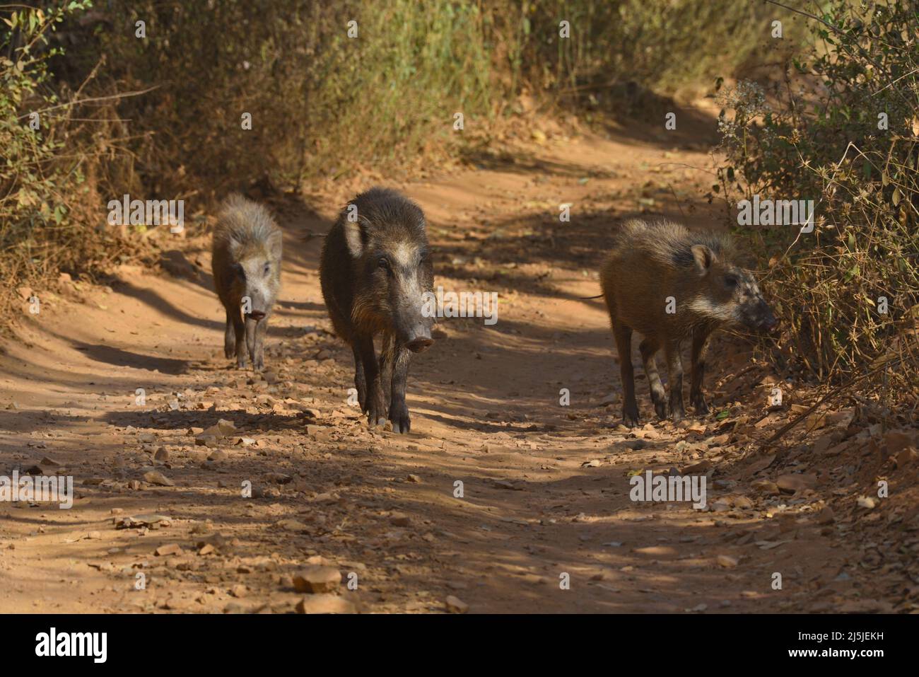 Indian Wild pig or India Boar walking Stock Photo - Alamy