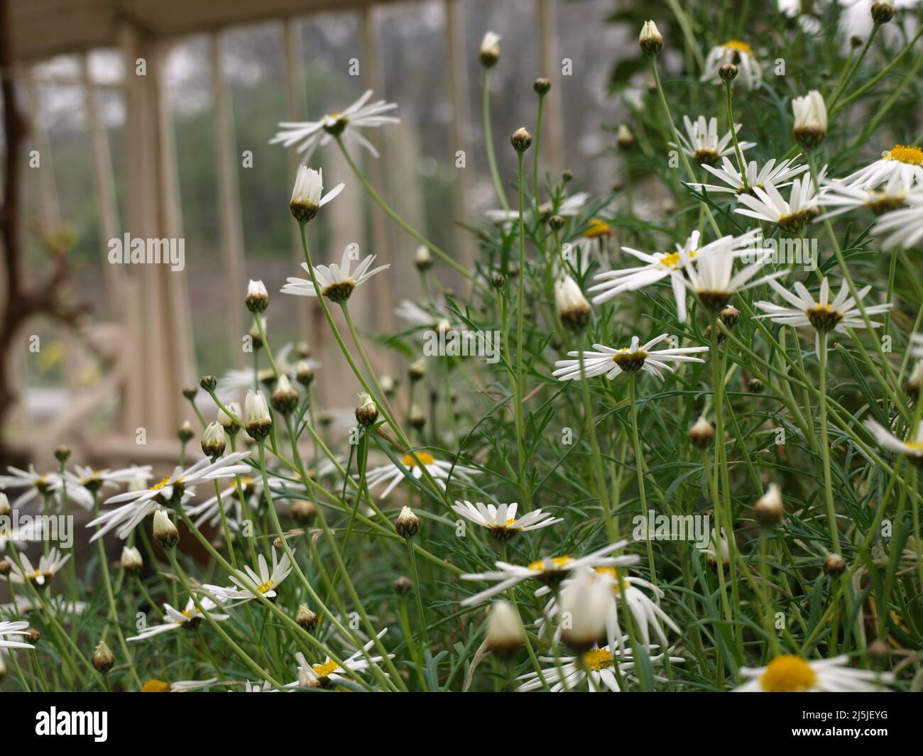 Dublin Ireland Botanic garden flowers creeks and forest Stock Photo - Alamy