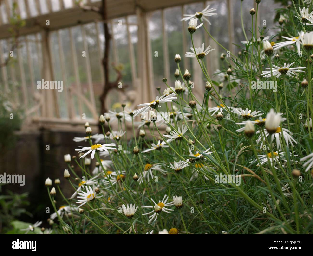 Dublin Ireland Botanic garden flowers creeks and forest Stock Photo - Alamy