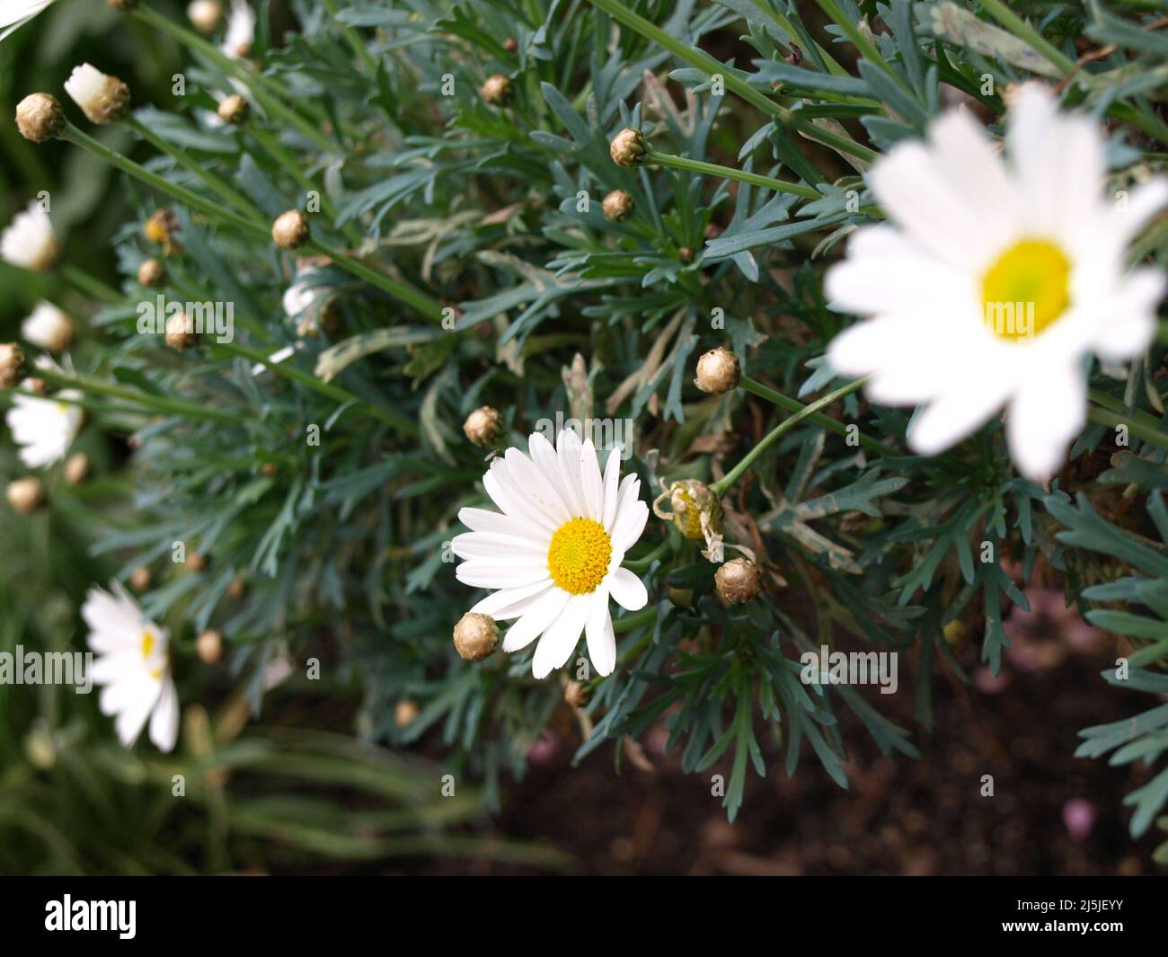 Dublin Ireland Botanic garden flowers creeks and forest Stock Photo - Alamy