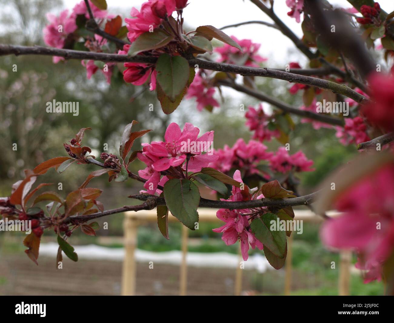Dublin Ireland Botanic garden flowers creeks and forest Stock Photo - Alamy
