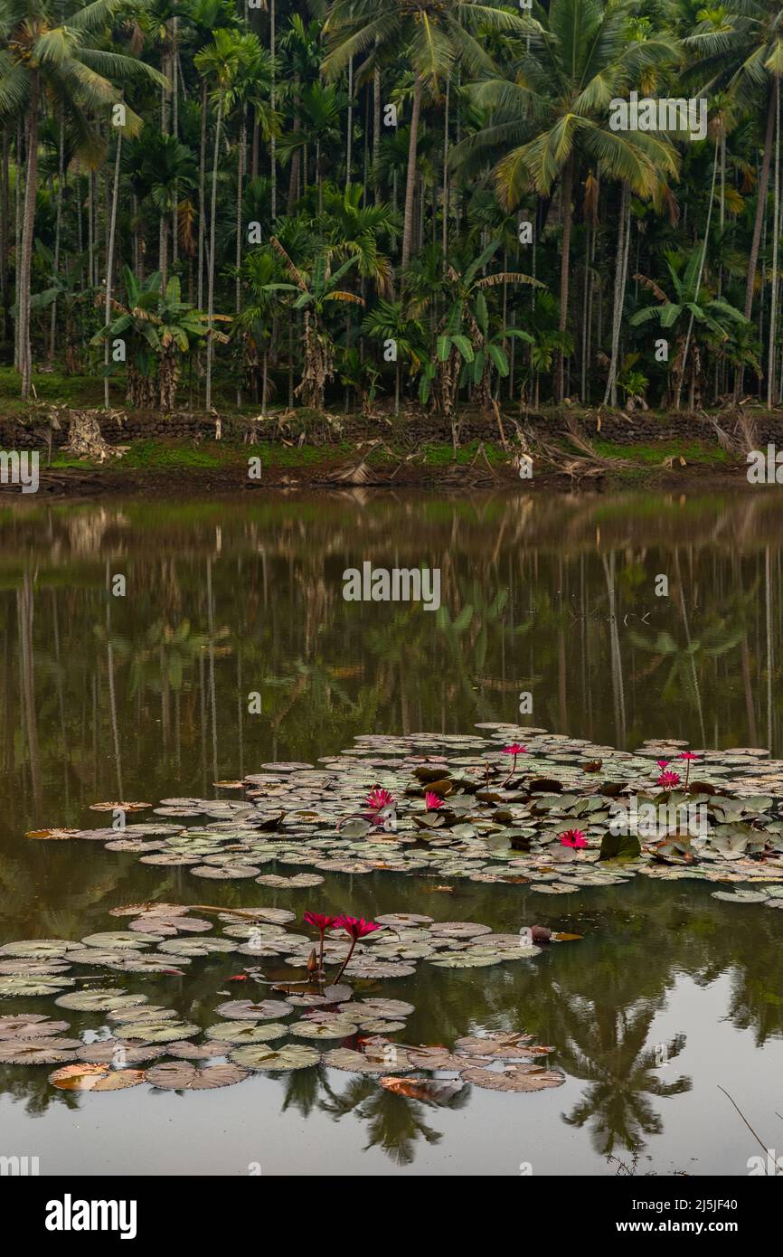 Lotus flower blooming in the stagnant waters of Shri Vijayadurga temple ...