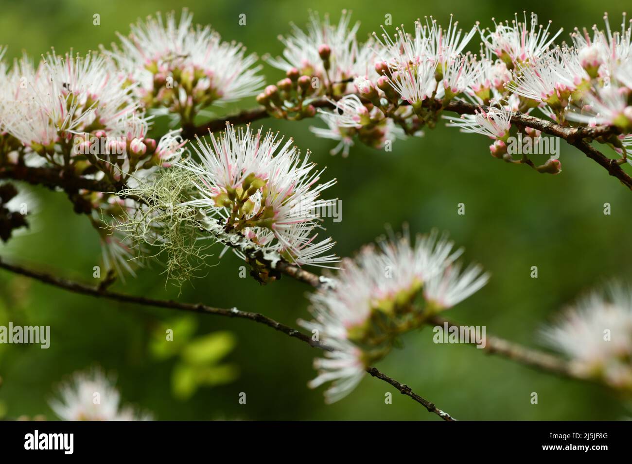 Flowers of White Climbing Rata, Metrosideros perforata, in a West Coast ...