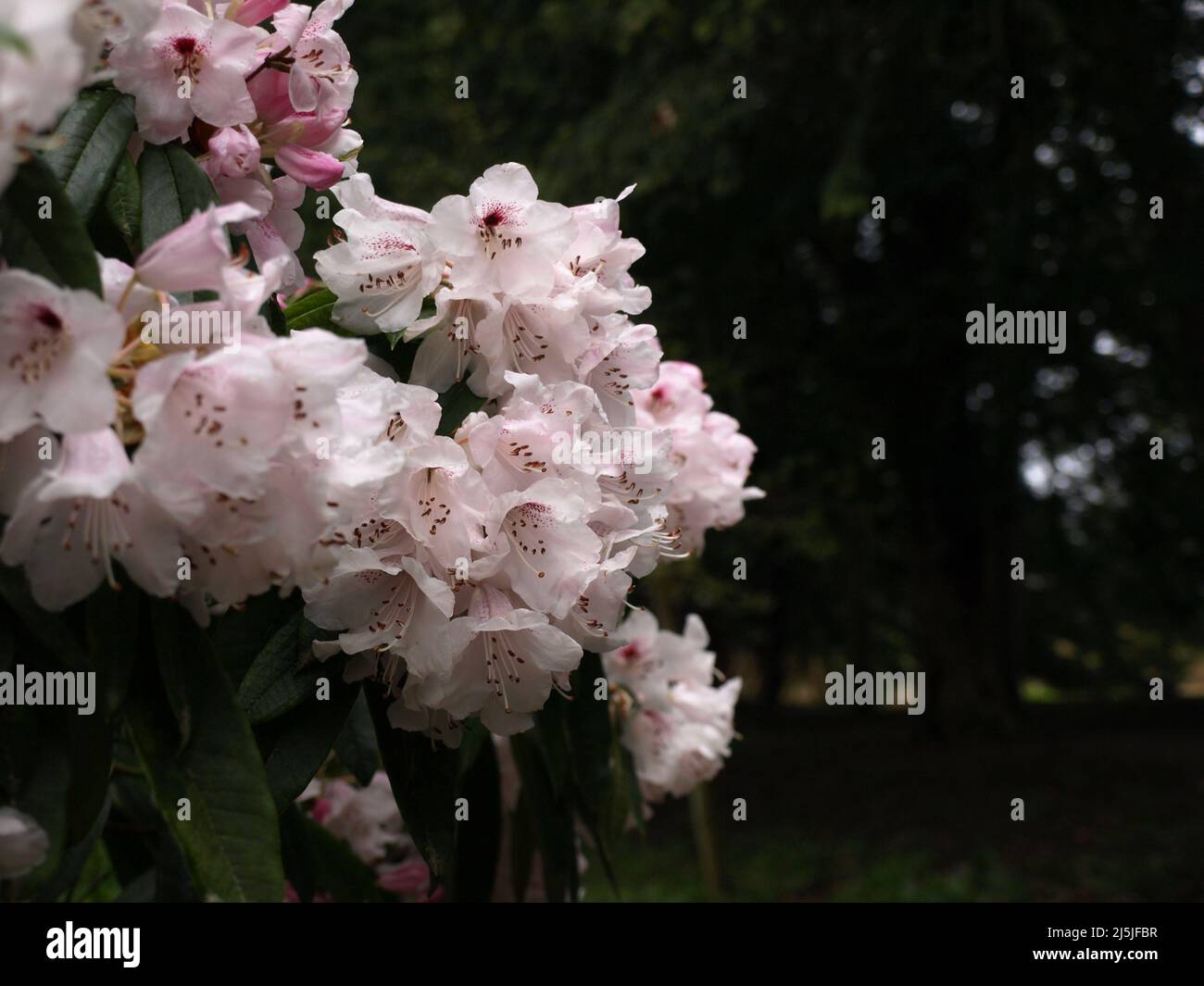 Dublin Ireland Botanic garden flowers creeks and forest Stock Photo - Alamy