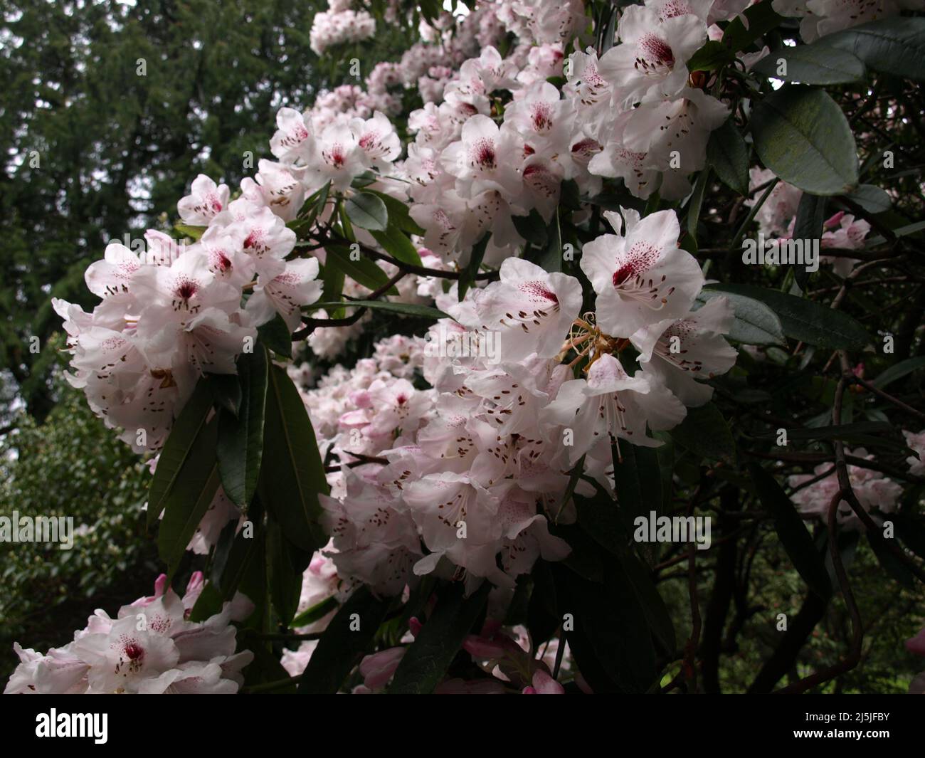 Dublin Ireland Botanic garden flowers creeks and forest Stock Photo - Alamy