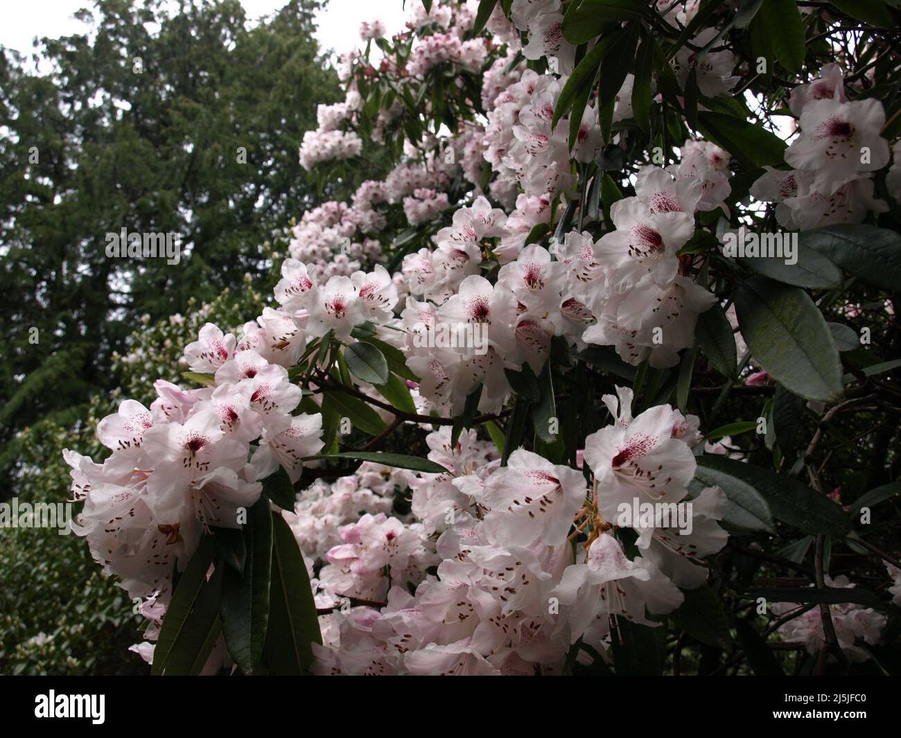 Dublin Ireland Botanic garden flowers creeks and forest Stock Photo - Alamy