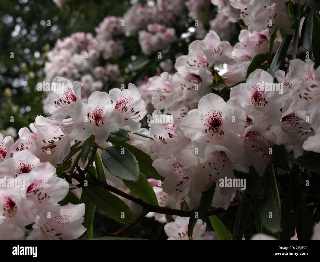 Dublin Ireland Botanic garden flowers creeks and forest Stock Photo - Alamy