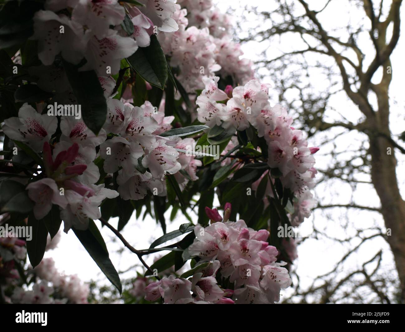 Dublin Ireland Botanic garden flowers creeks and forest Stock Photo - Alamy