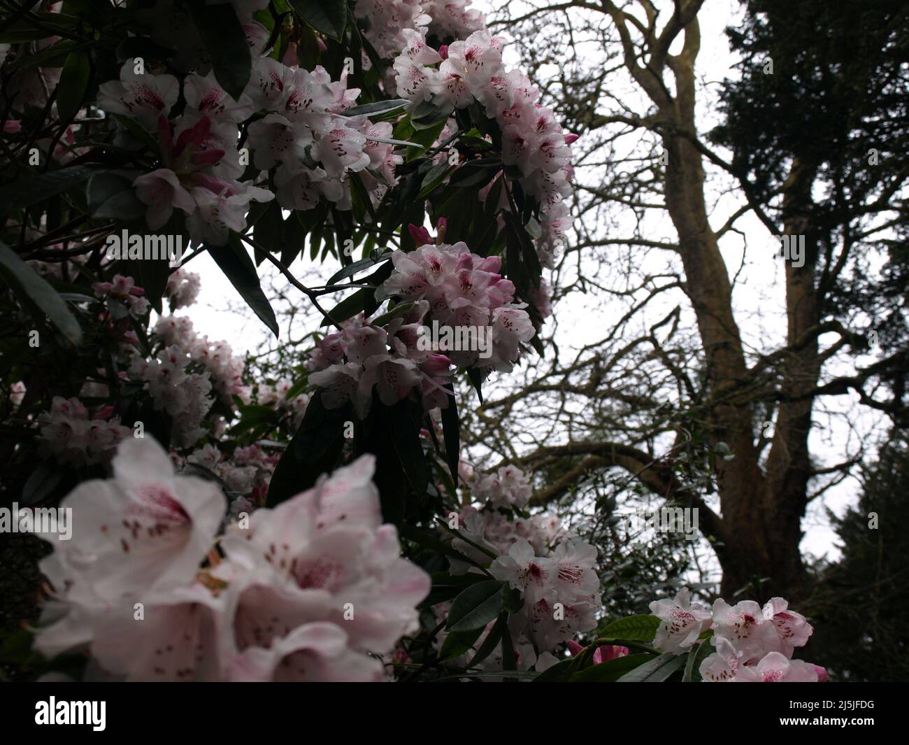 Dublin Ireland Botanic garden flowers creeks and forest Stock Photo - Alamy