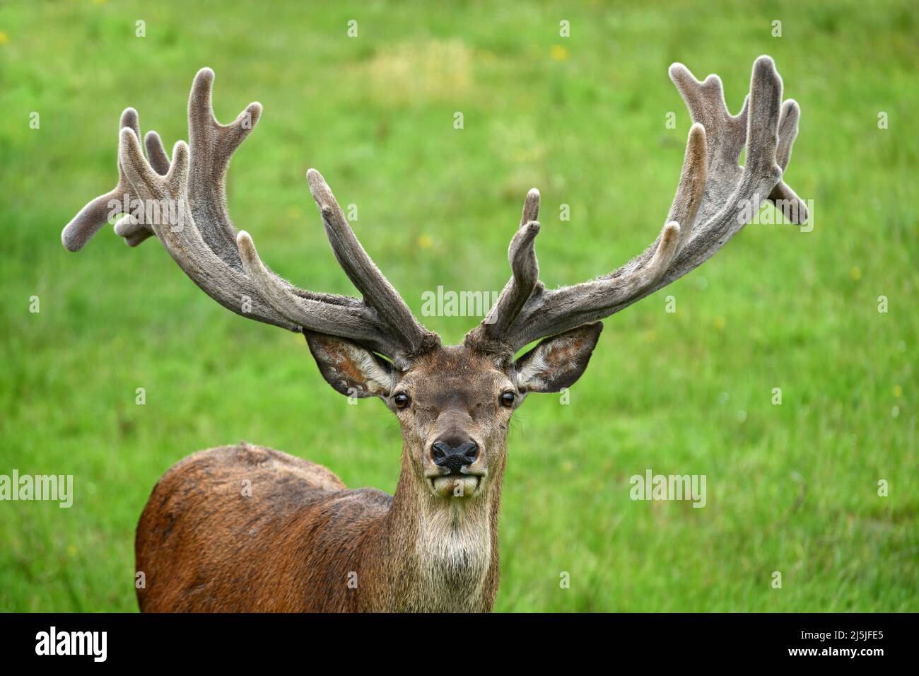 A red stag with an impressive set of antlers grazes in his paddock on ...