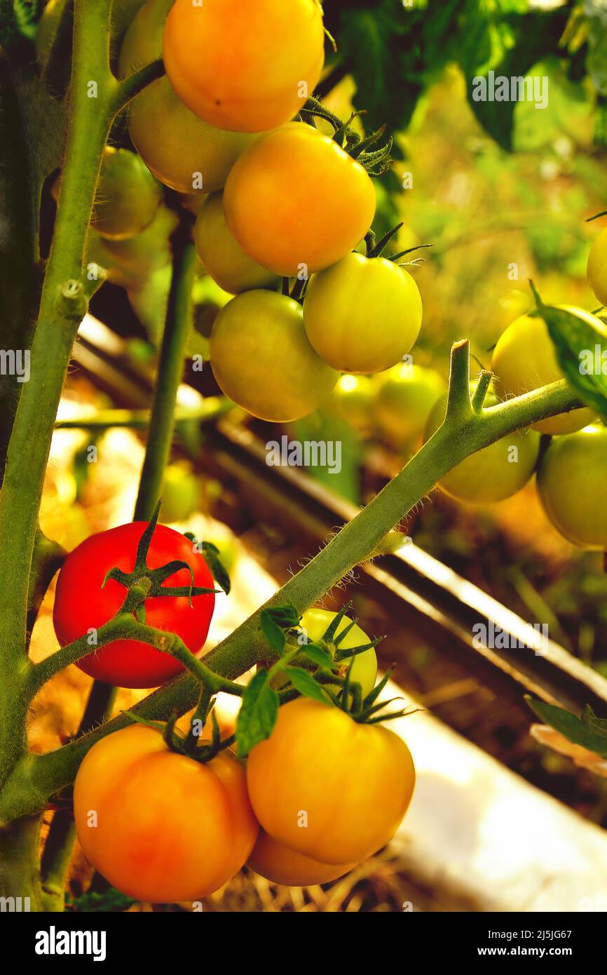 ripening tomatoes on the bushes in the greenhouse, red and green ...