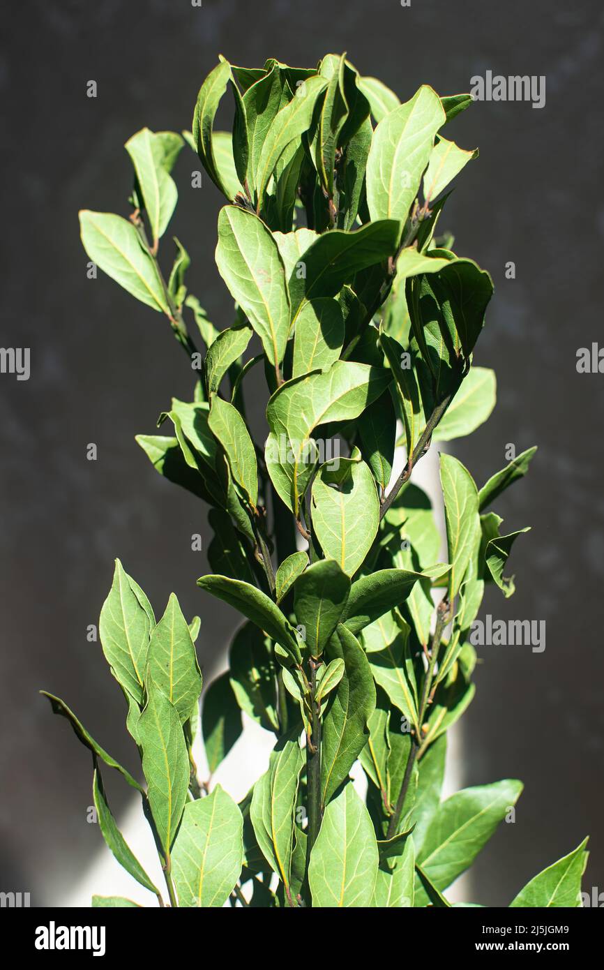 Bouquet of fresh branches of laurel leaves. Original men's gift. Bay ...