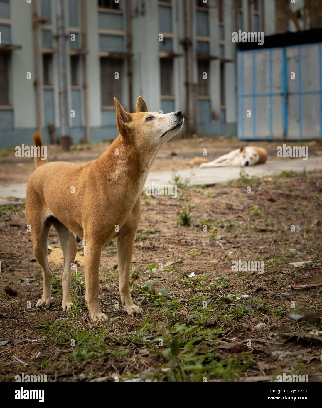 Indian street dog hi-res stock photography and images - Alamy