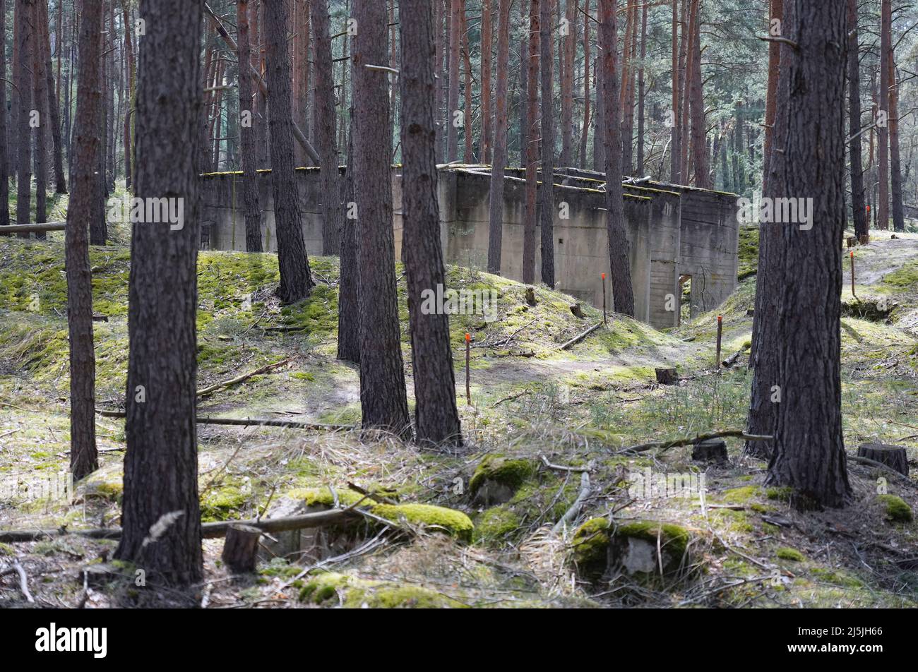 23 April 2022, Brandenburg, Schlieben: Ruins stand in the woods on the ...