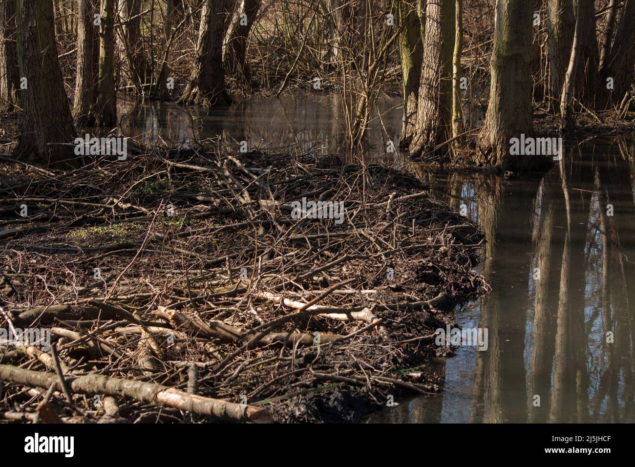 Beaver building a dam in the sun Stock Photo - Alamy