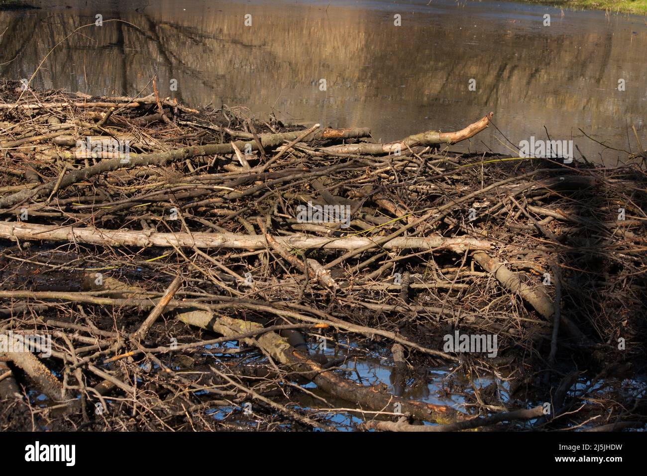 Beaver building a dam in the sun Stock Photo - Alamy