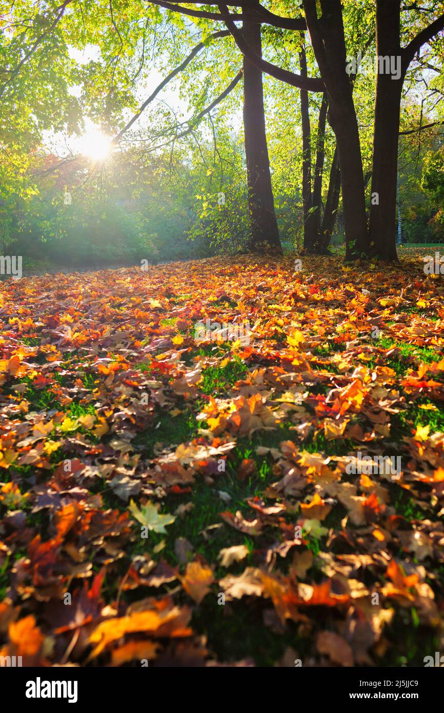 Golden autumn fall October in famous Munich relax place - Englishgarten ...