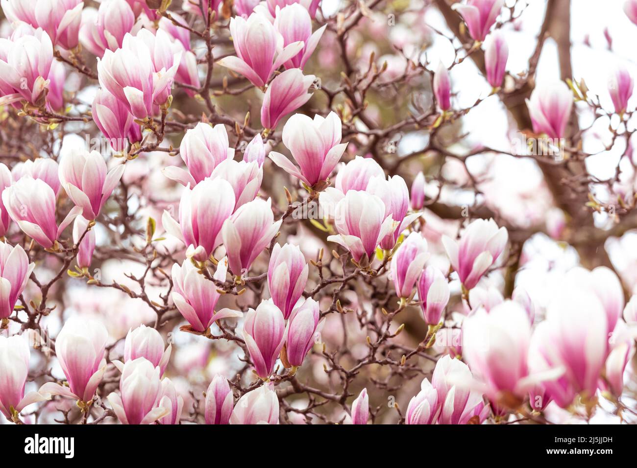 Bloomed magnolia hi-res stock photography and images - Alamy
