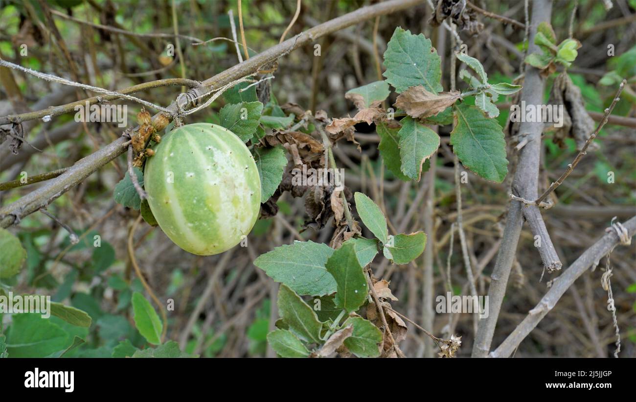 Beautiful ripe fruit of Echinocystis lobata also known as wild,mad ...