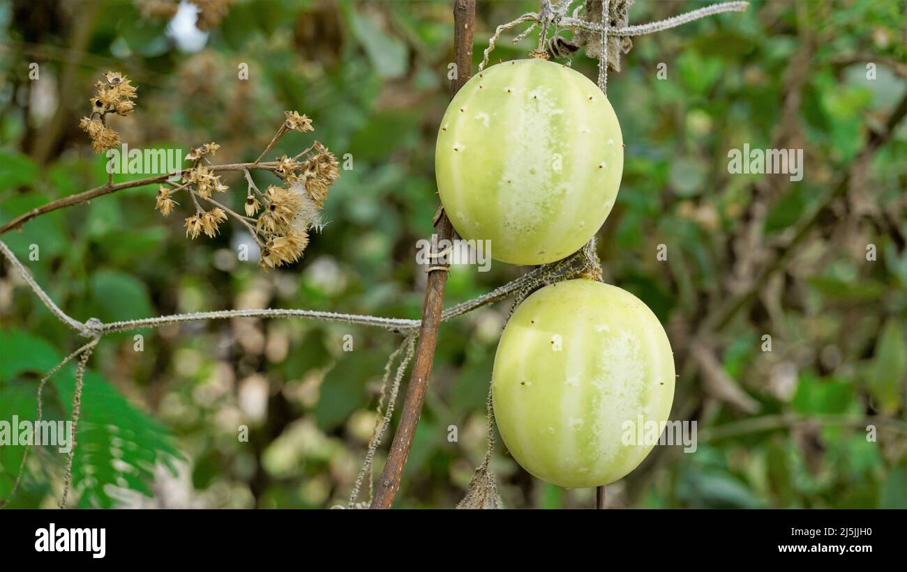 Beautiful ripe fruit of Echinocystis lobata also known as wild,mad ...