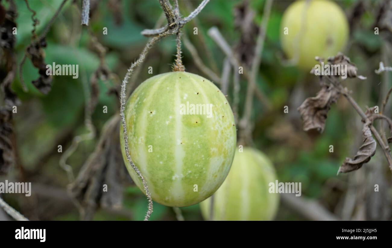 Beautiful ripe fruit of Echinocystis lobata also known as wild,mad ...